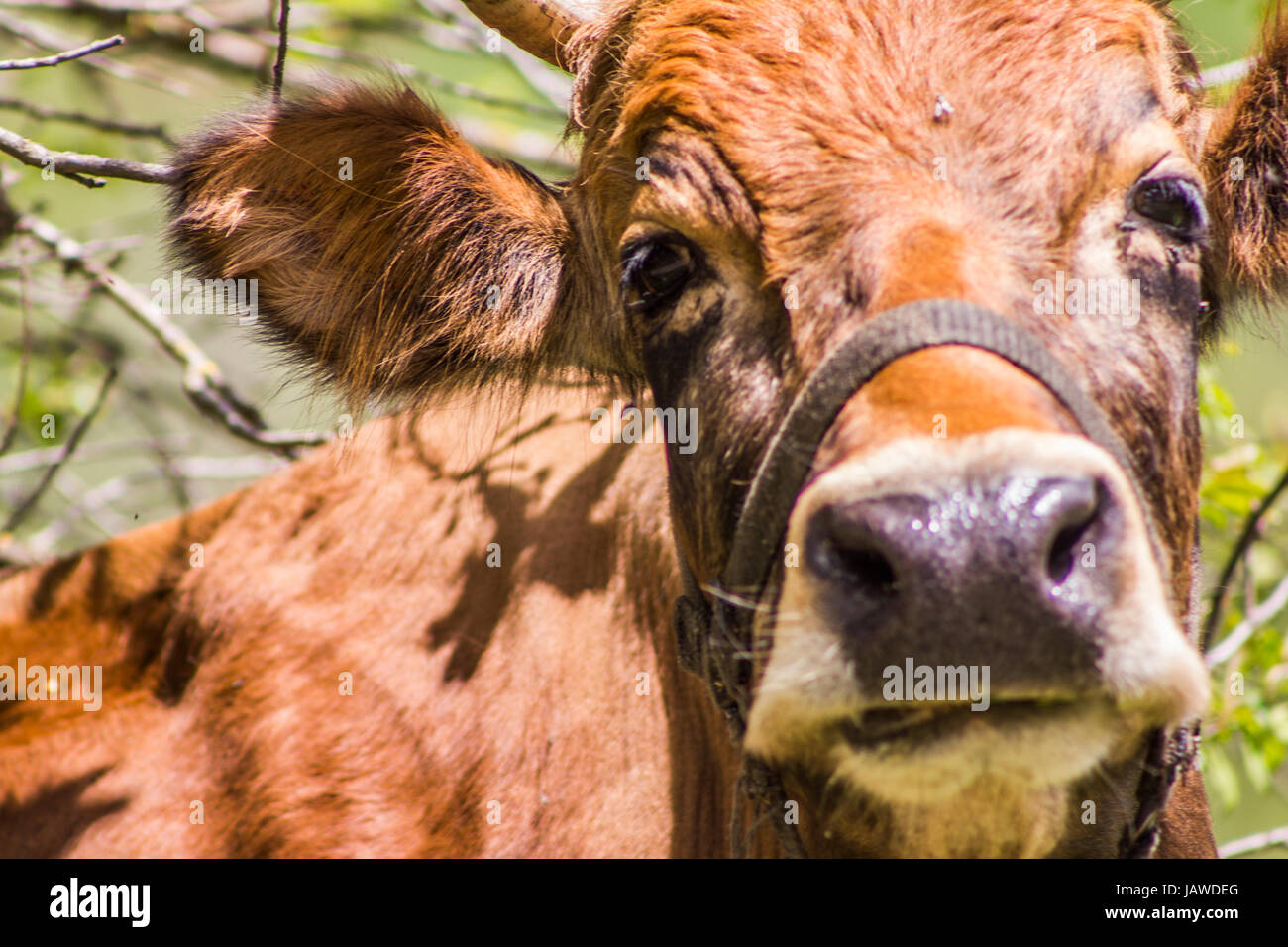 Photo of a cow on a farm area Stock Photo - Alamy