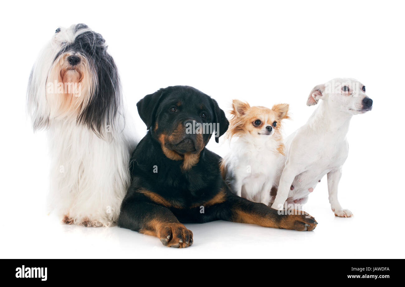 four dogs in front of white background Stock Photo - Alamy