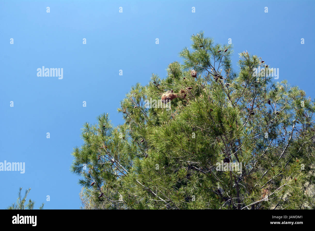 Processionary caterpillars - nest, Nerja, Malaga © Huw Evans Stock ...