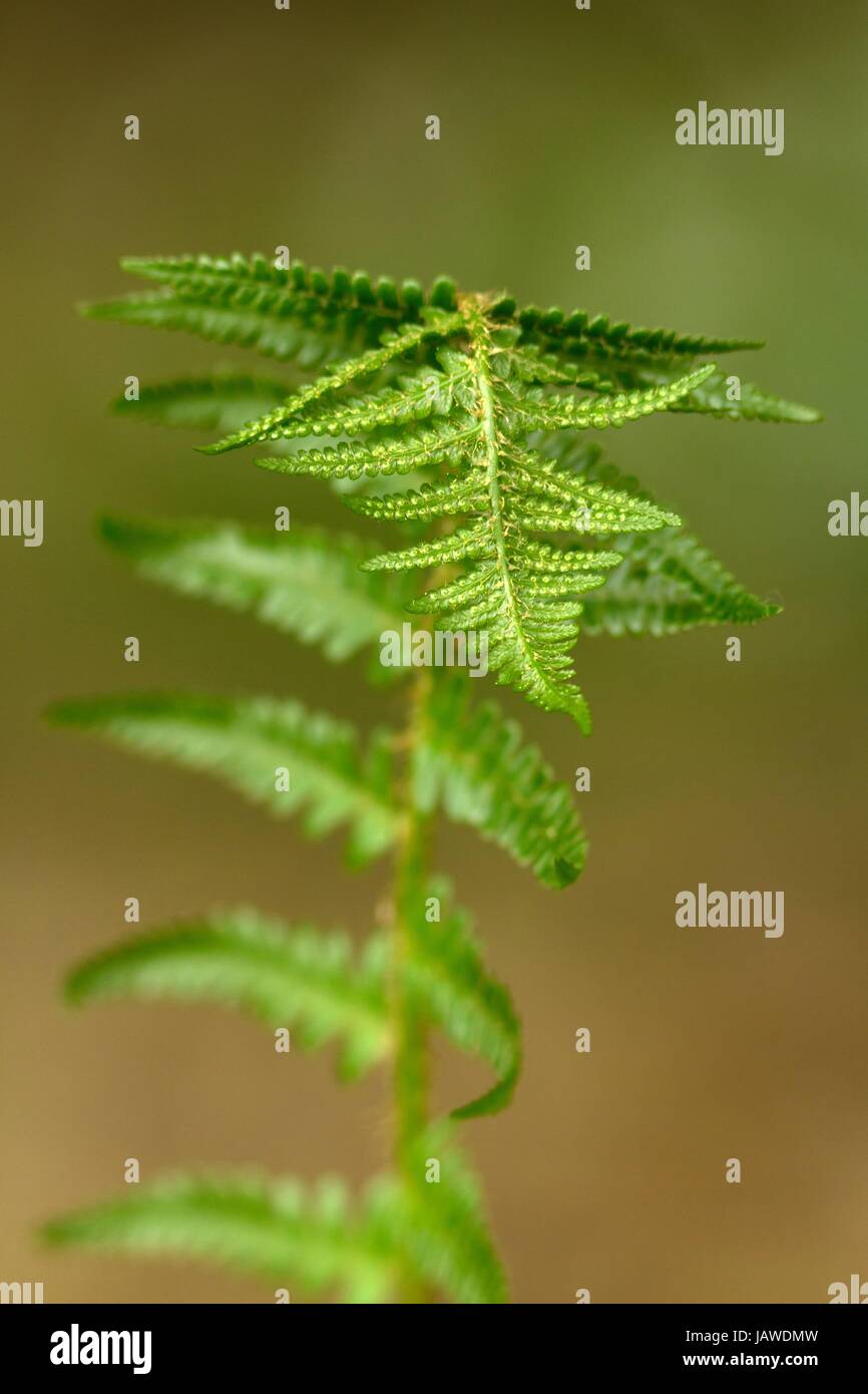 Waldlicht hi-res stock photography and images - Alamy