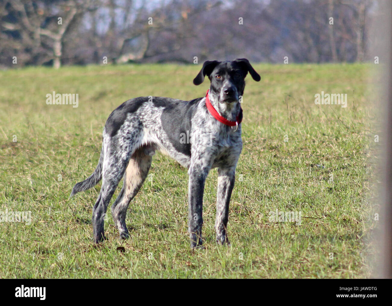Menschtierbeziehung hi-res stock photography and images - Alamy