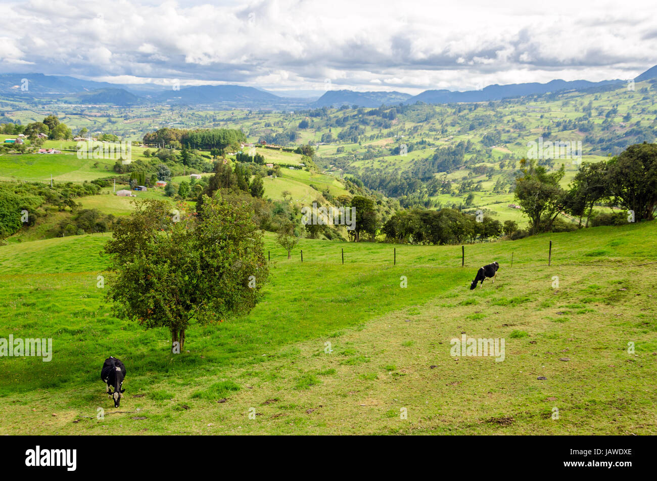 Landscape of Colombian countryside with cows in Cundinamarca, Colombia ...