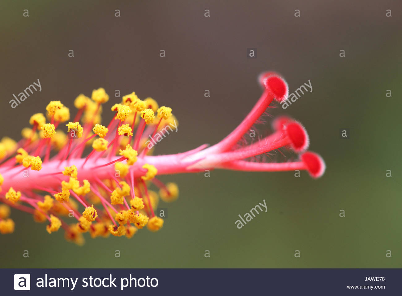 Flower With Stamina Stock Photos & Flower With Stamina Stock Images - Alamy
