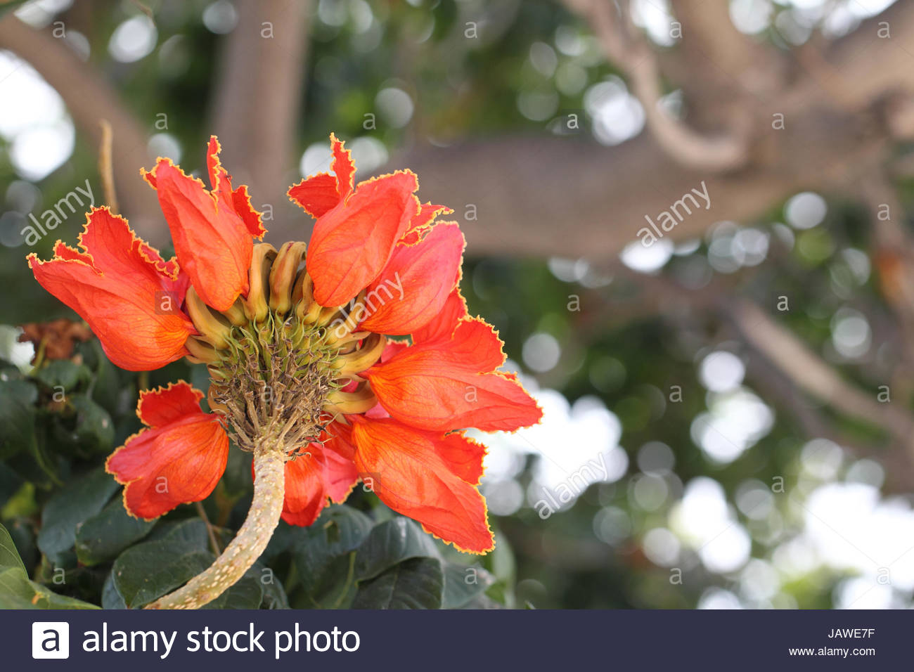 African Tulip Tree Spathodea Campanulata High Resolution Stock ...