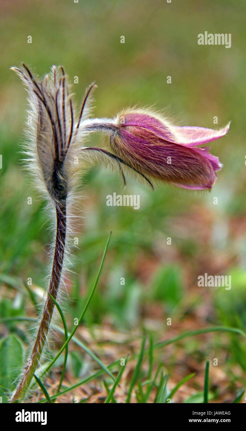 Hairy bloom hi-res stock photography and images - Alamy