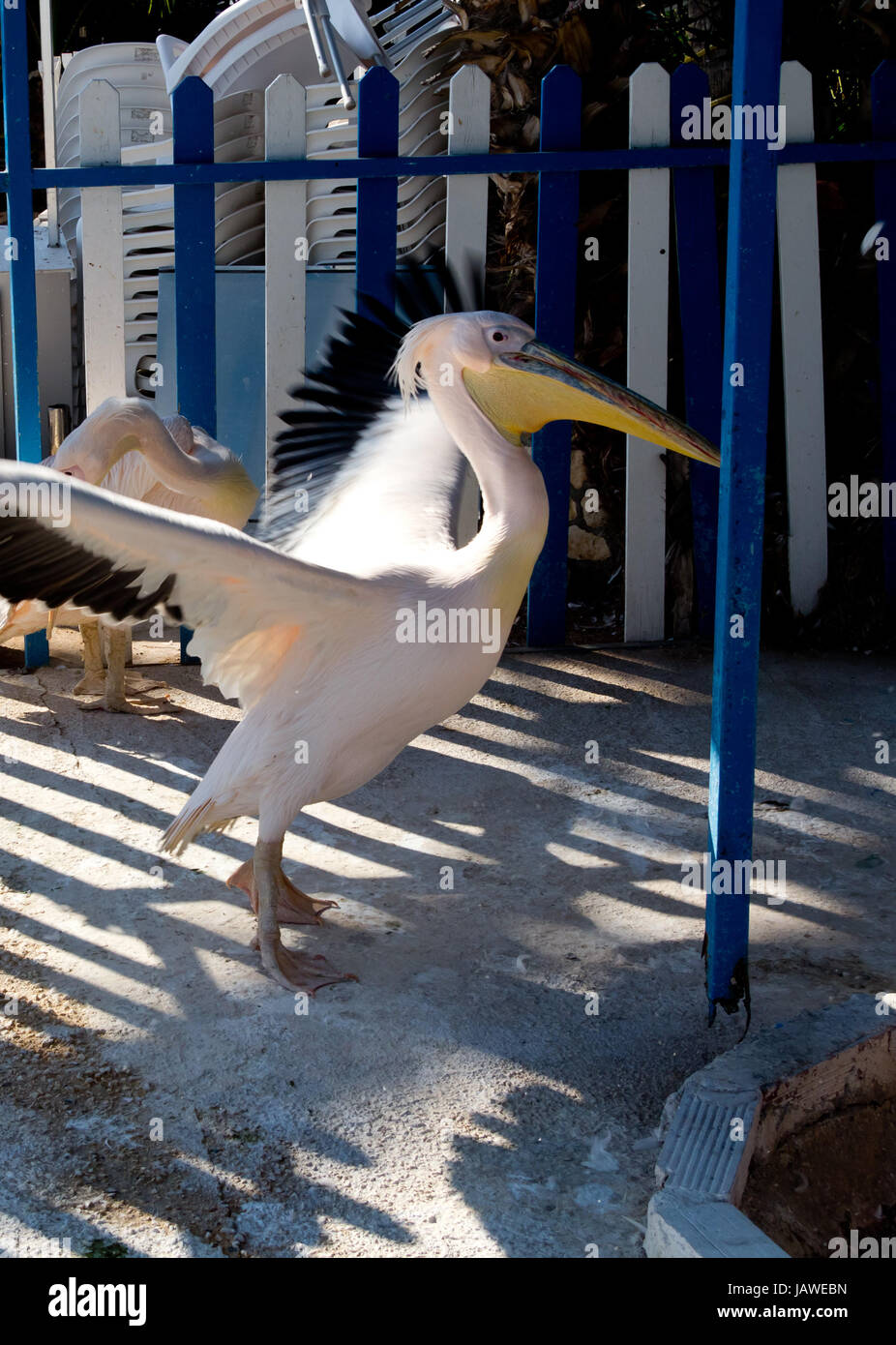 Pelican skin hi-res stock photography and images - Alamy