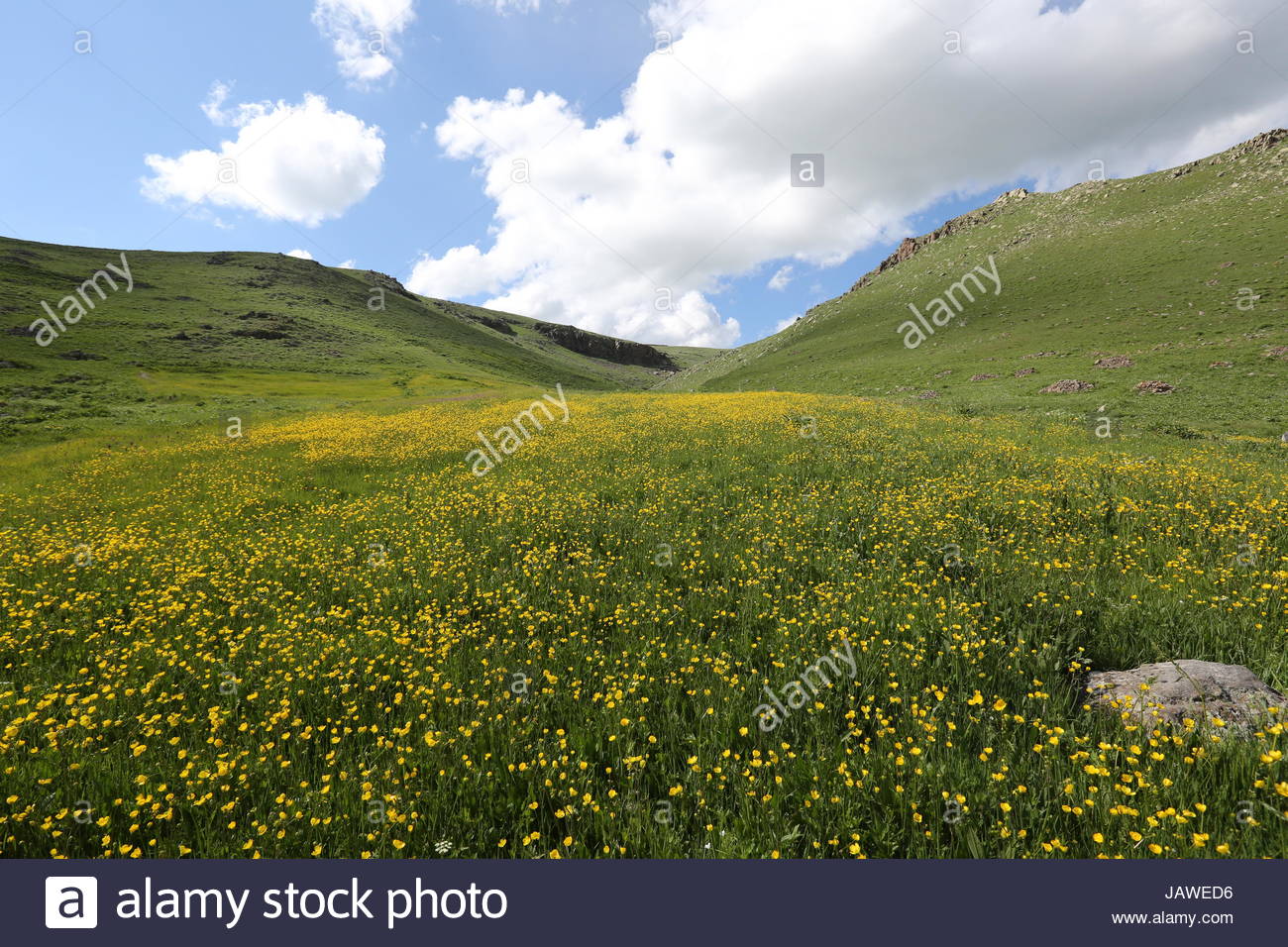 Wildflowers Turkey Stock Photos & Wildflowers Turkey Stock Images - Alamy