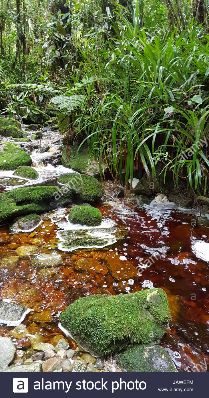 Leach Stock Photos & Leach Stock Images - Alamy