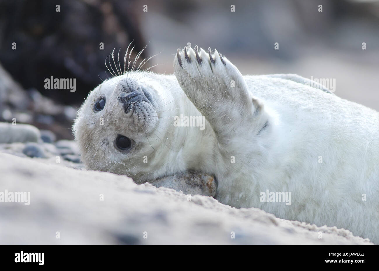 Nordseeregion hi-res stock photography and images - Alamy