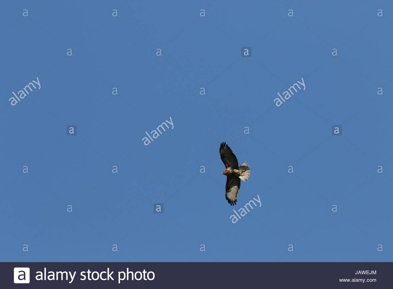Himalayan Bird Stock Photos & Himalayan Bird Stock Images - Alamy