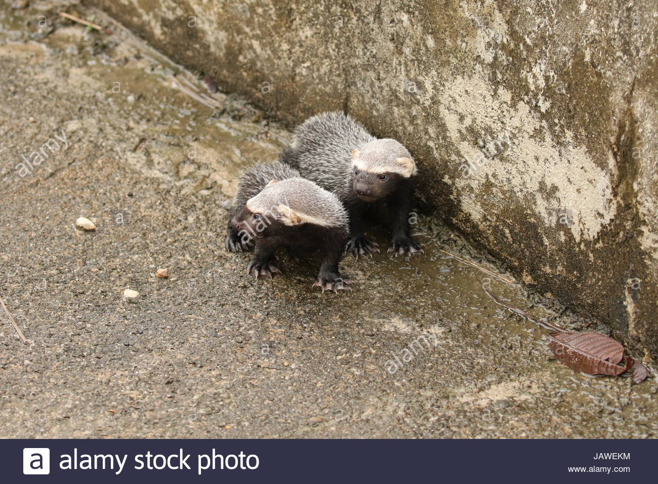 Grison Stock Photos & Grison Stock Images - Alamy