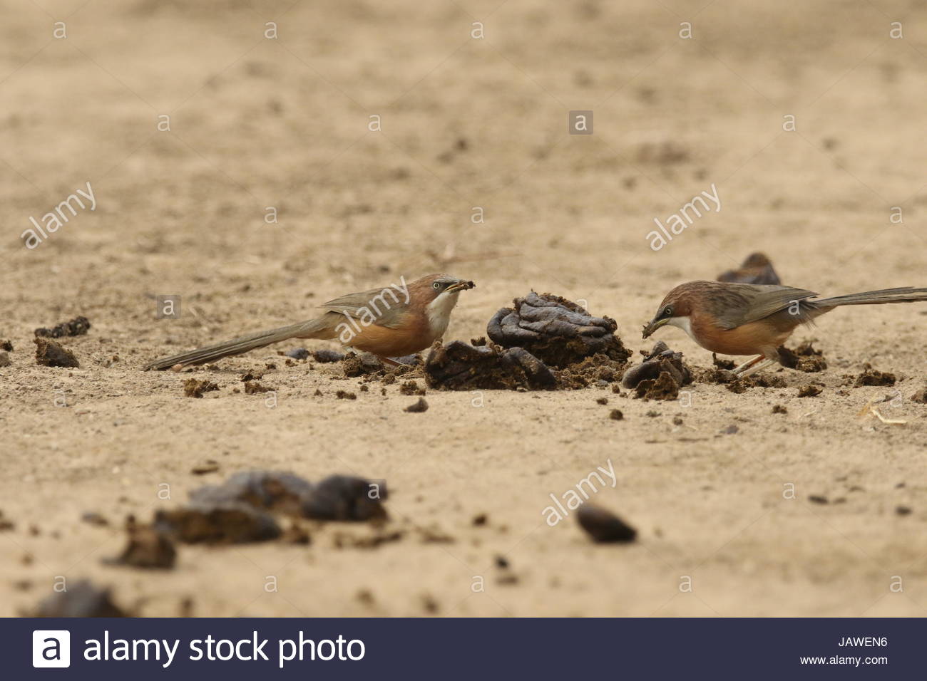 Cow Dung High Resolution Stock Photography and Images - Alamy