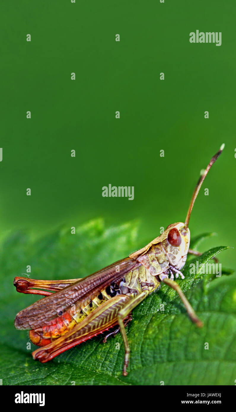 rufous grasshopper gomphocerus rufus Stock Photo - Alamy