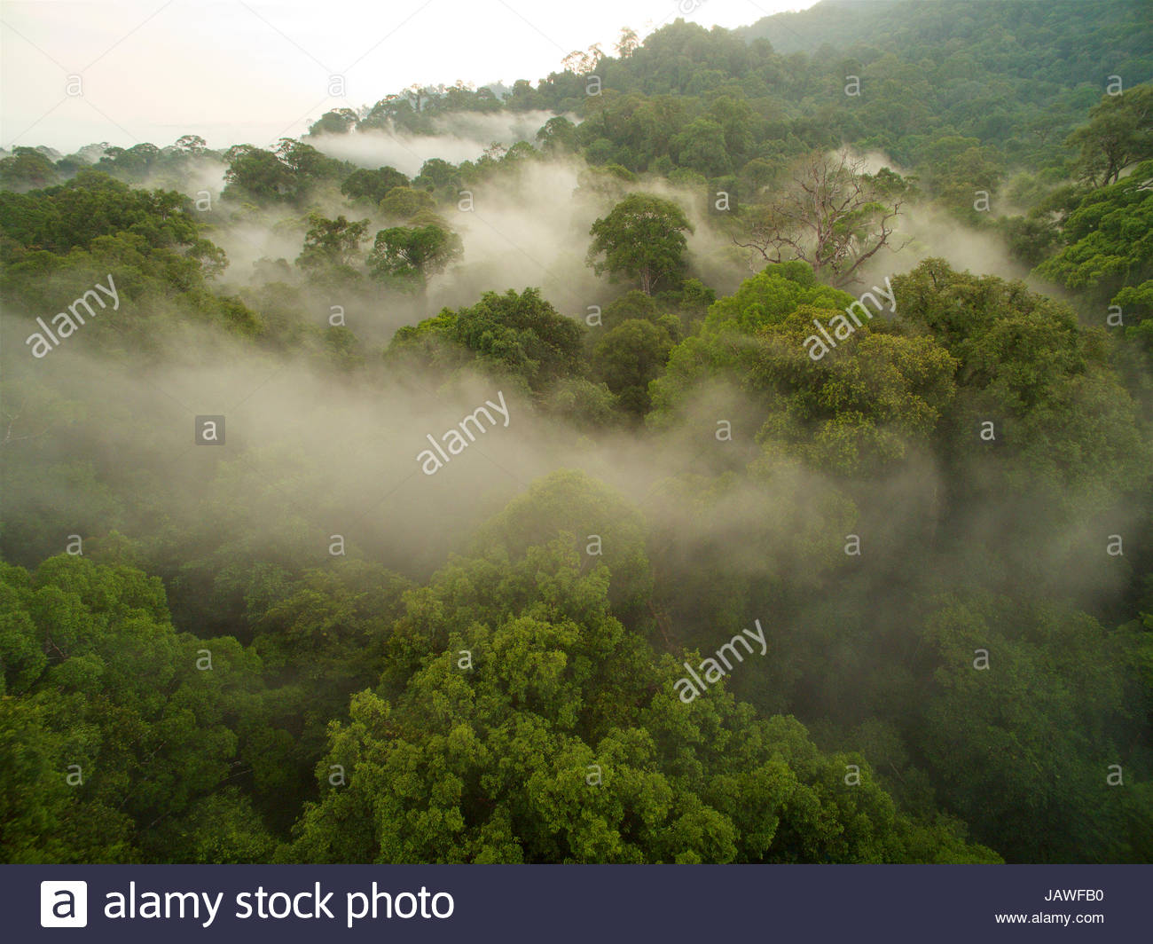 Forest Canopy High Resolution Stock Photography and Images - Alamy