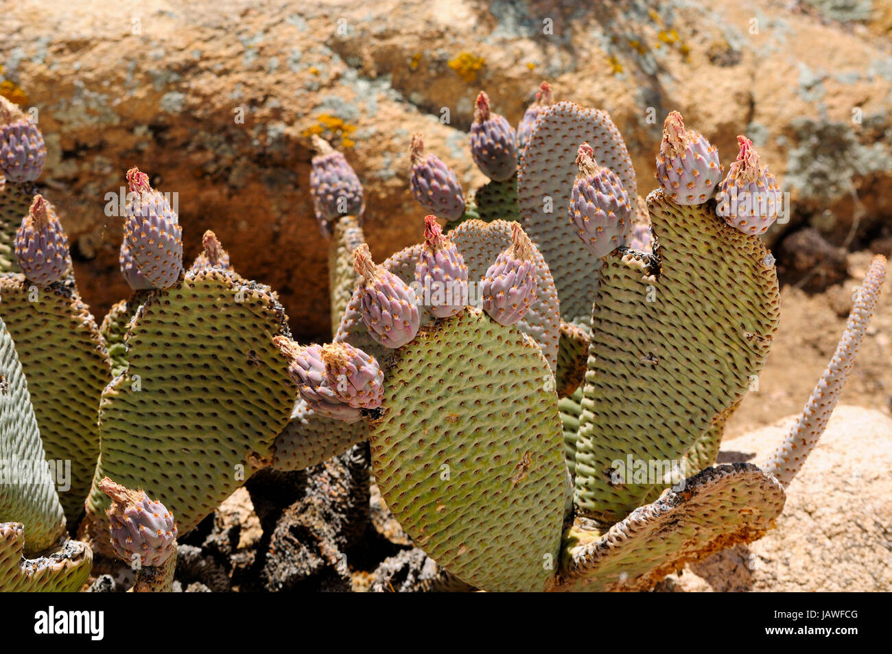 Cacti california hi-res stock photography and images - Alamy