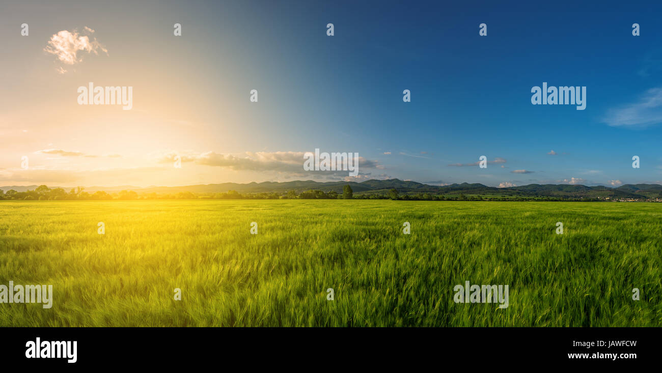 Vast green field at gorgeous sunset, a colorful panoramic landscape in ...