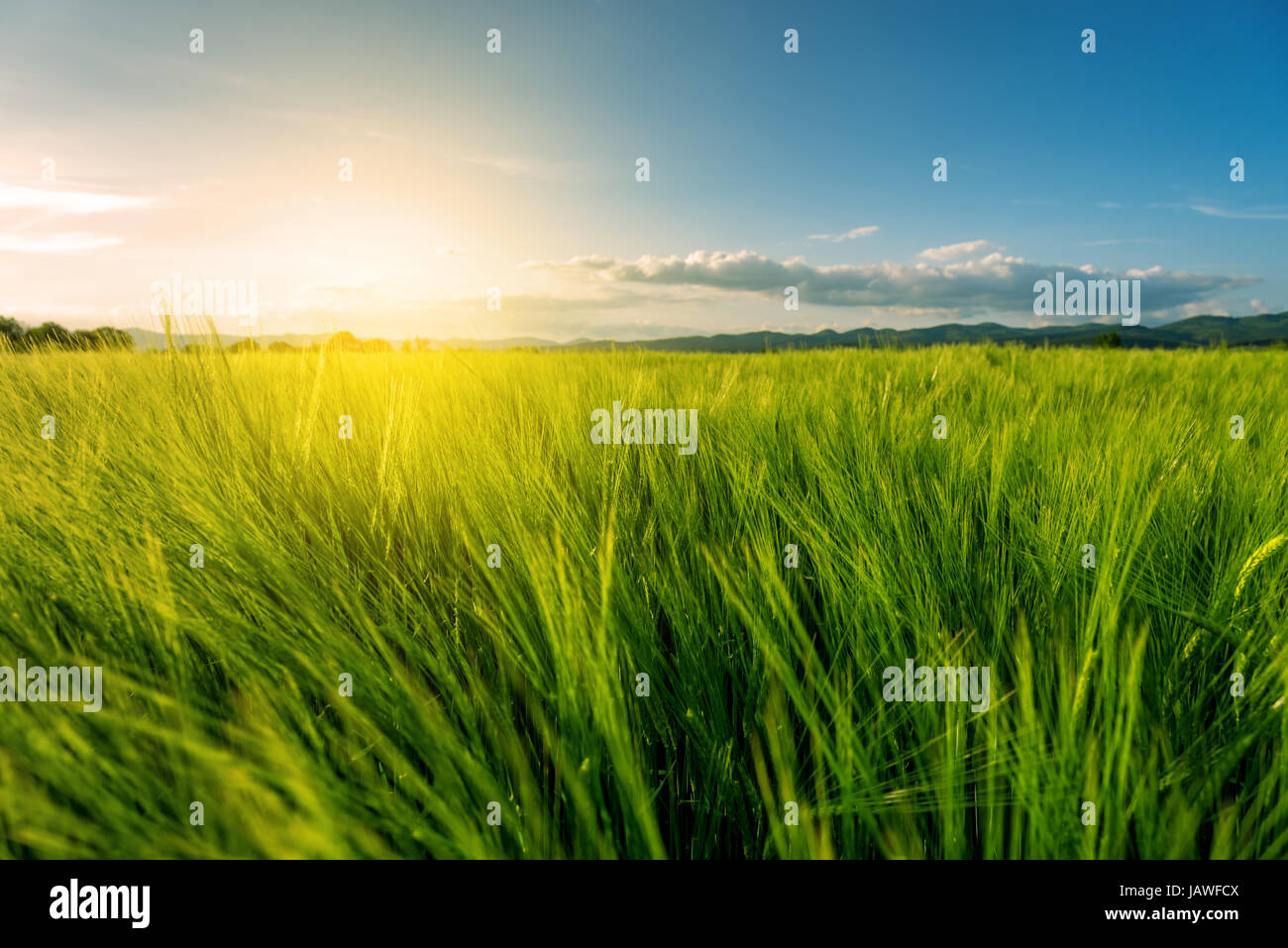 Wheat field at sunset. Beautiful sunset Nature background Stock Photo ...