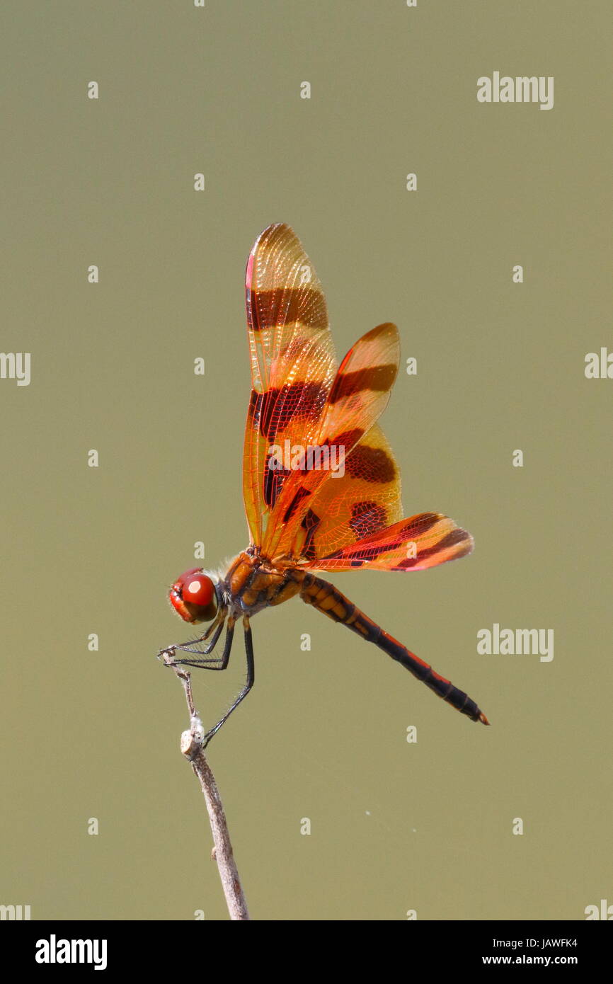 A Halloween pennant, Celithemis eponia Stock Photo - Alamy