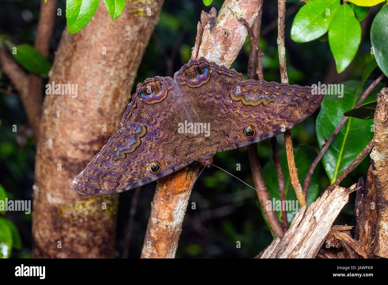 Close up of a black witch moth, Ascalapha odorata Stock Photo - Alamy