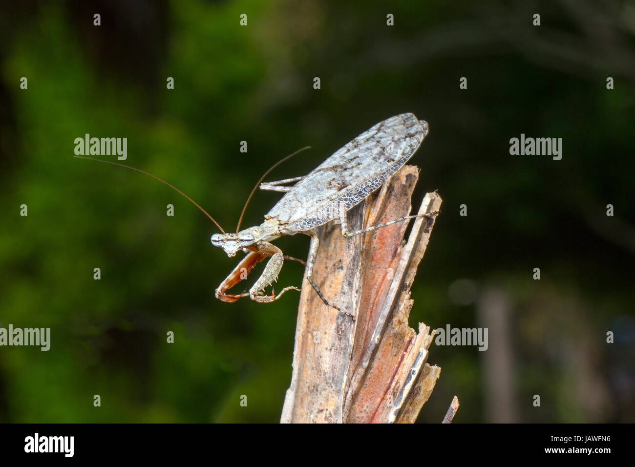 Bark mantis hi-res stock photography and images - Alamy