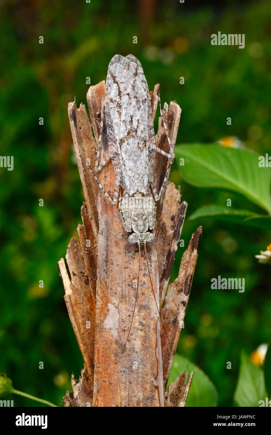 A Florida bark mantis, Gonatista grisea, on bark Stock Photo - Alamy