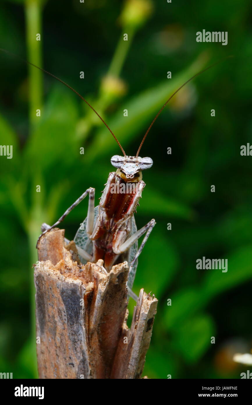 Bark mantis hi-res stock photography and images - Alamy