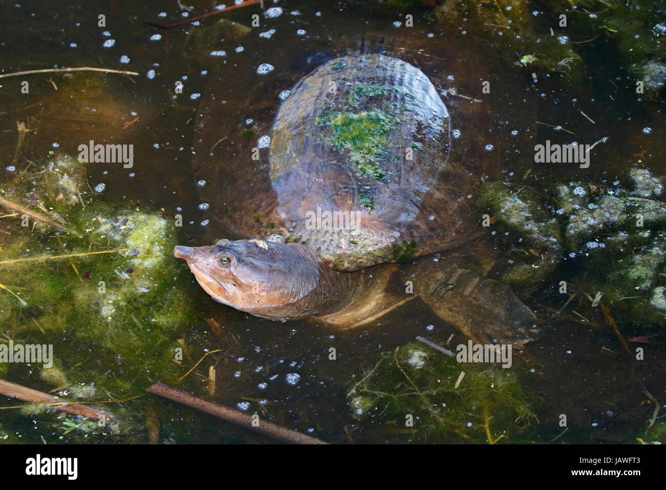 Florida softshell turtle hi-res stock photography and images - Alamy