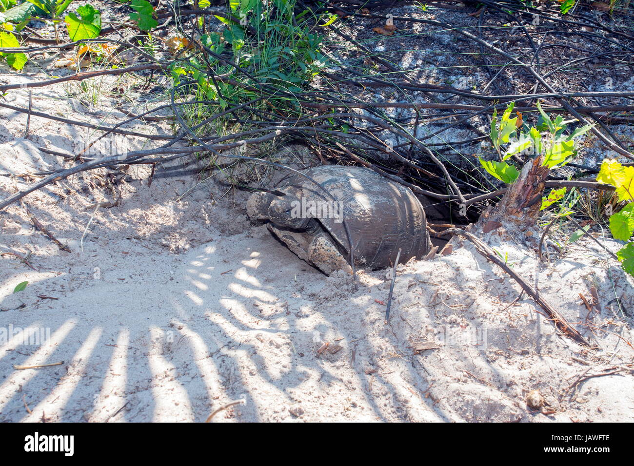Gopher tortoise animals hi-res stock photography and images - Alamy
