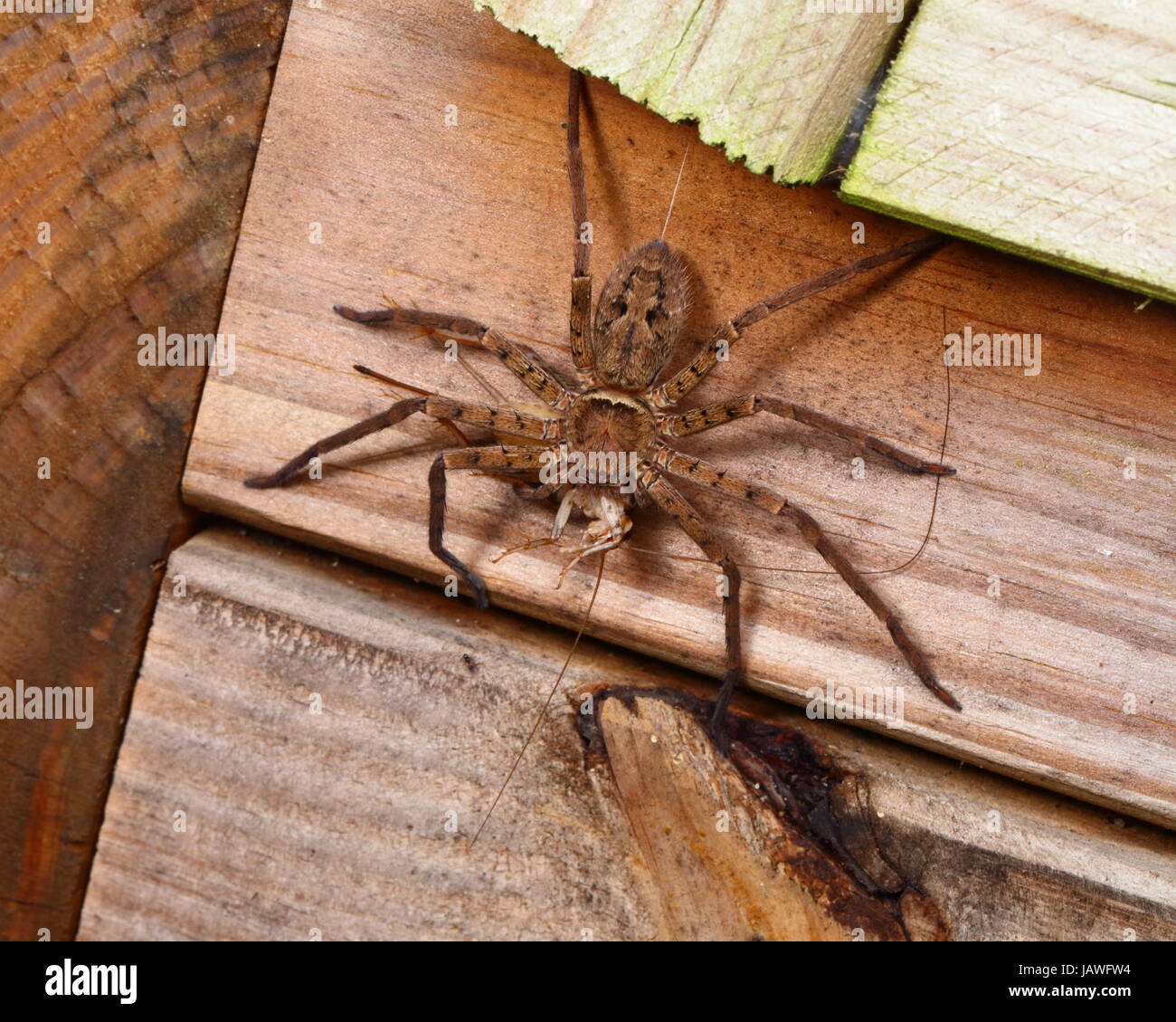 A huntsman spider, Heteropoda venetoria, feeding on a cockroach Stock ...