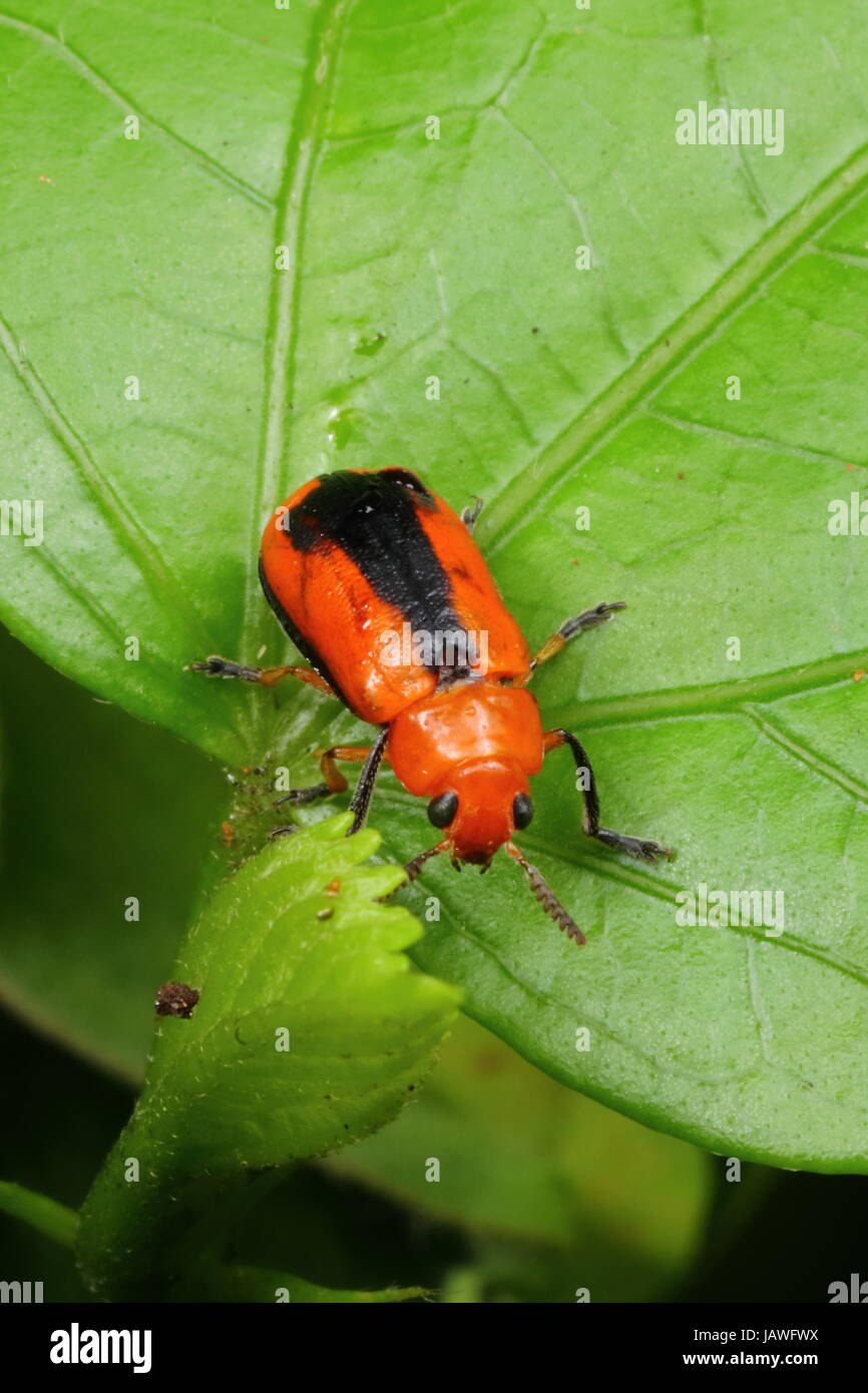 A scarlet malachite beetle, Malachius aeneus Stock Photo - Alamy