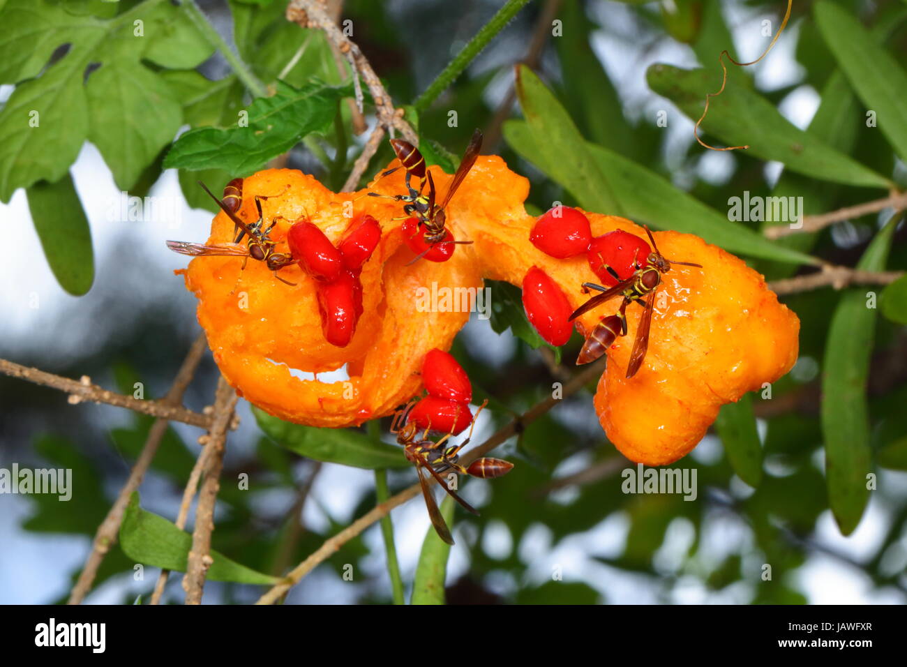Balsam apple hi-res stock photography and images - Alamy