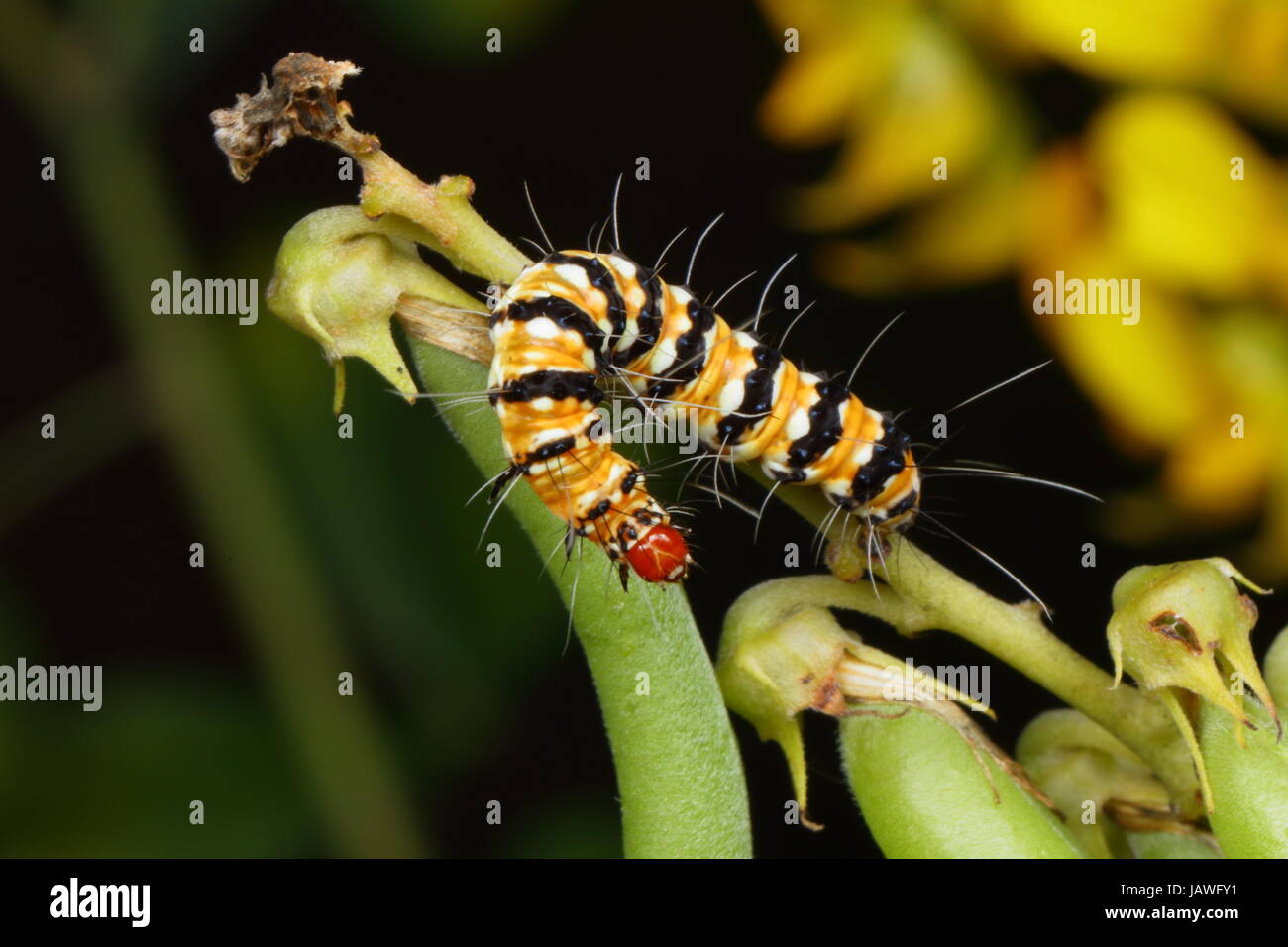 Bella moth caterpillar hi-res stock photography and images - Alamy