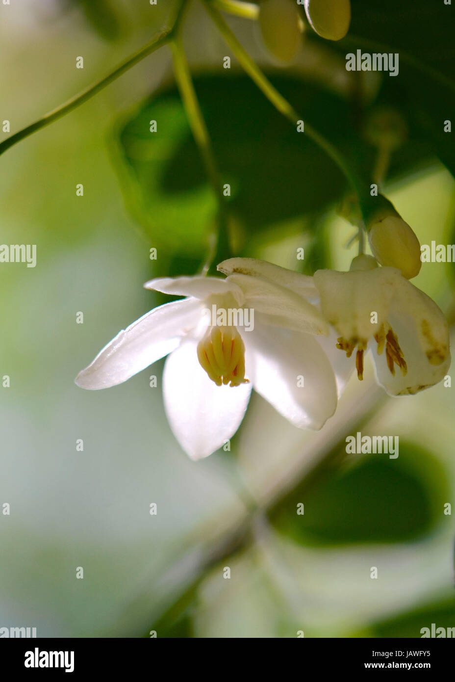 Japanese snowbell flower isolated in a bright sunlight, with dense ...
