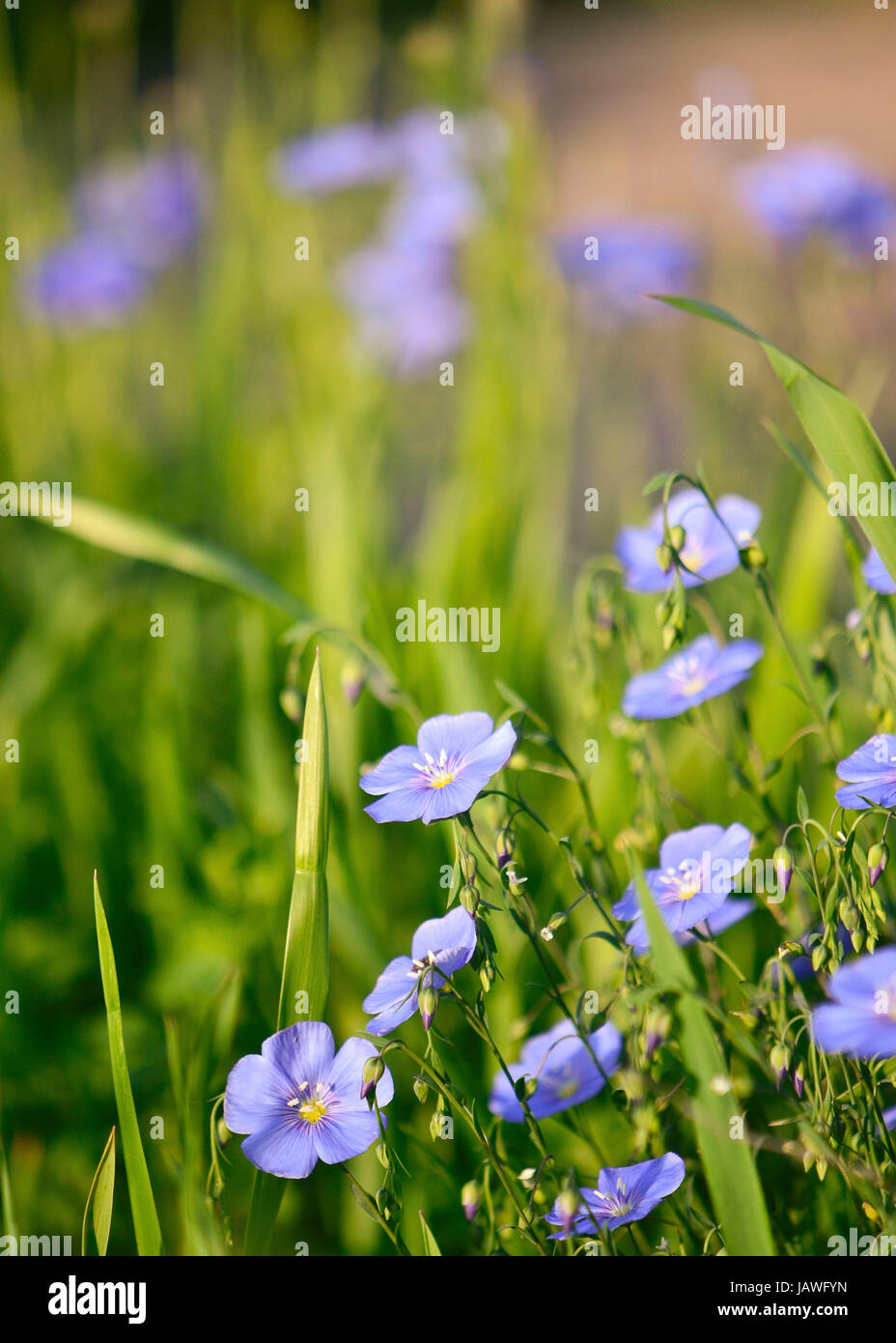 Lewis flax flowers blooming in a warm morning sun, with dense field of ...