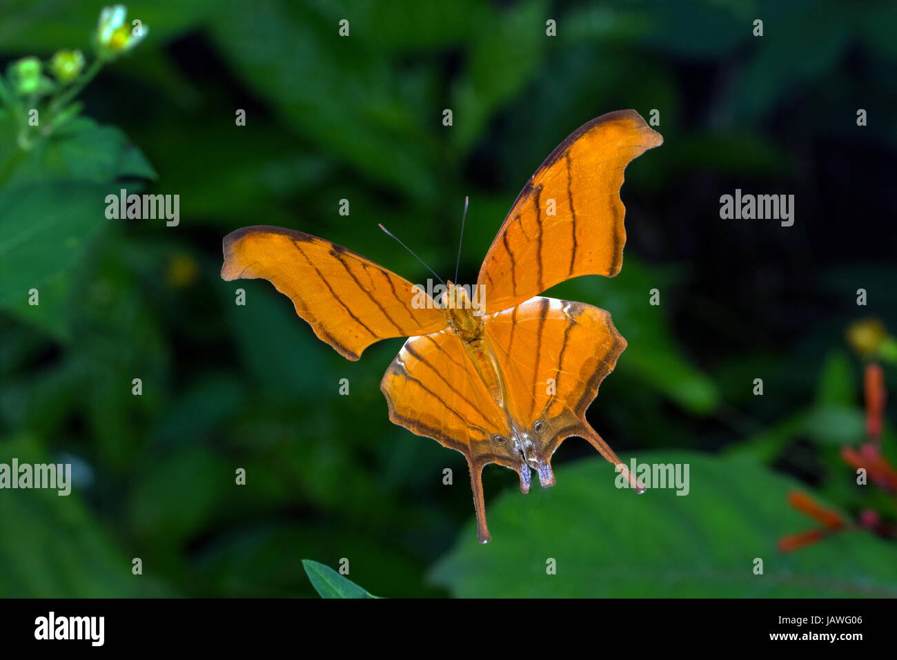 A ruddy daggerwing, Marpesia petreus, in flight in Florida's Everglades ...