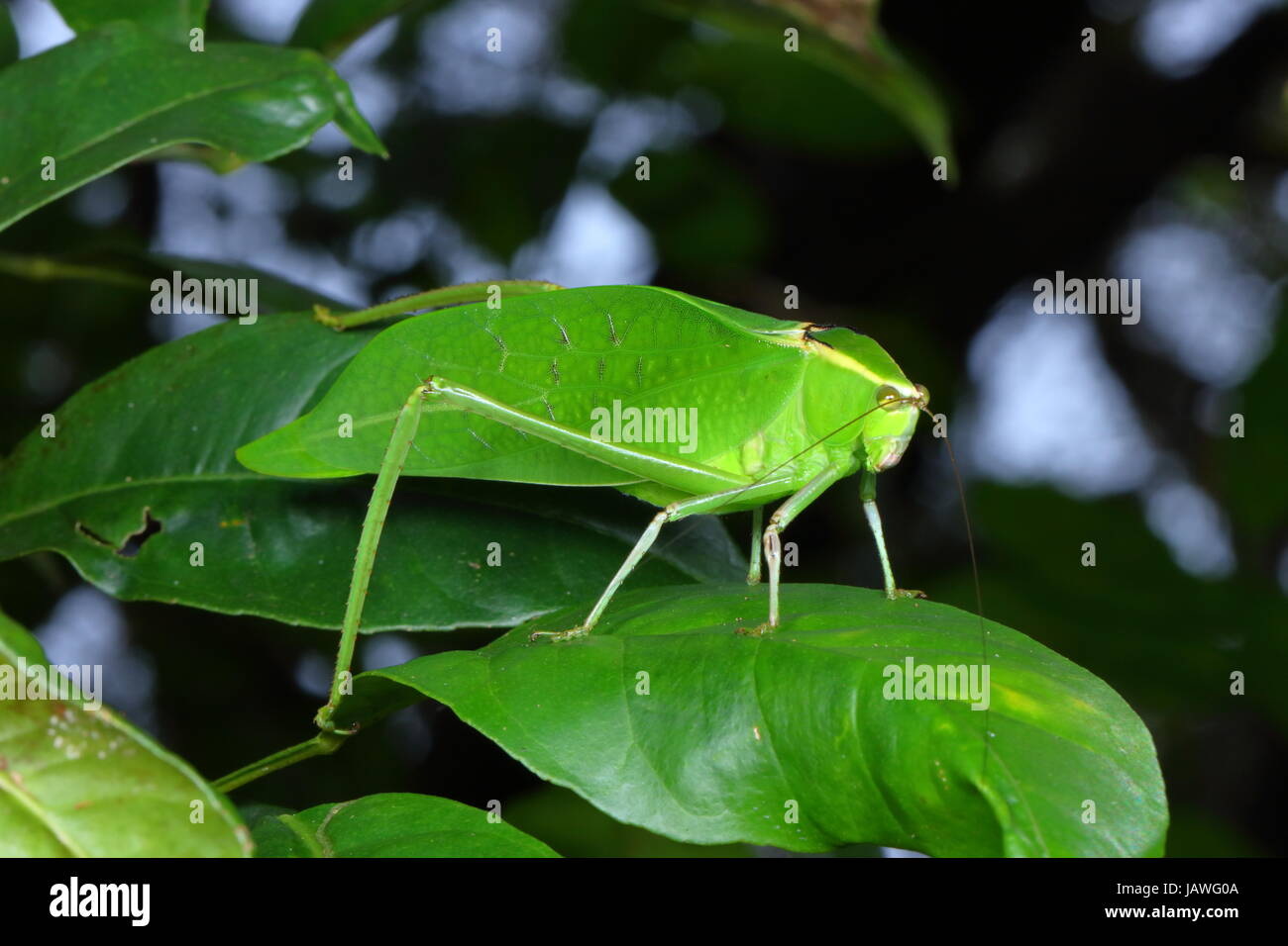 Giant katydid hi-res stock photography and images - Alamy