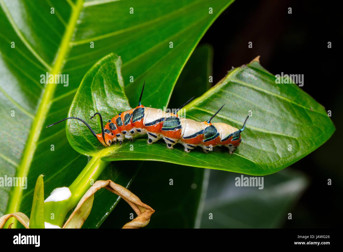A ruddy daggerwing, Marpesia petreus, caterpillar feeding on its ...