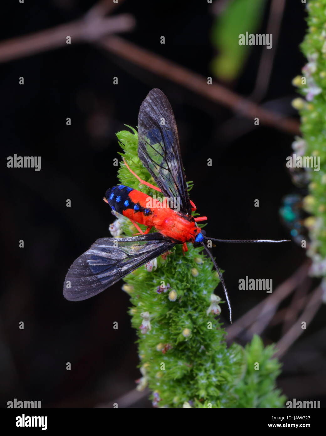 Wasp moth hi-res stock photography and images - Alamy