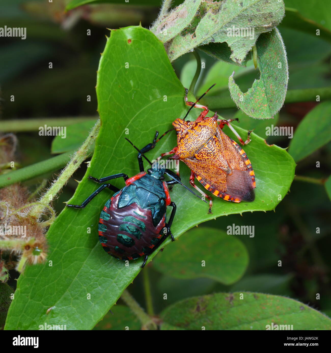 Giant strong nosed stink bugs, Alcaeorrhynchus grandis, adult and last ...