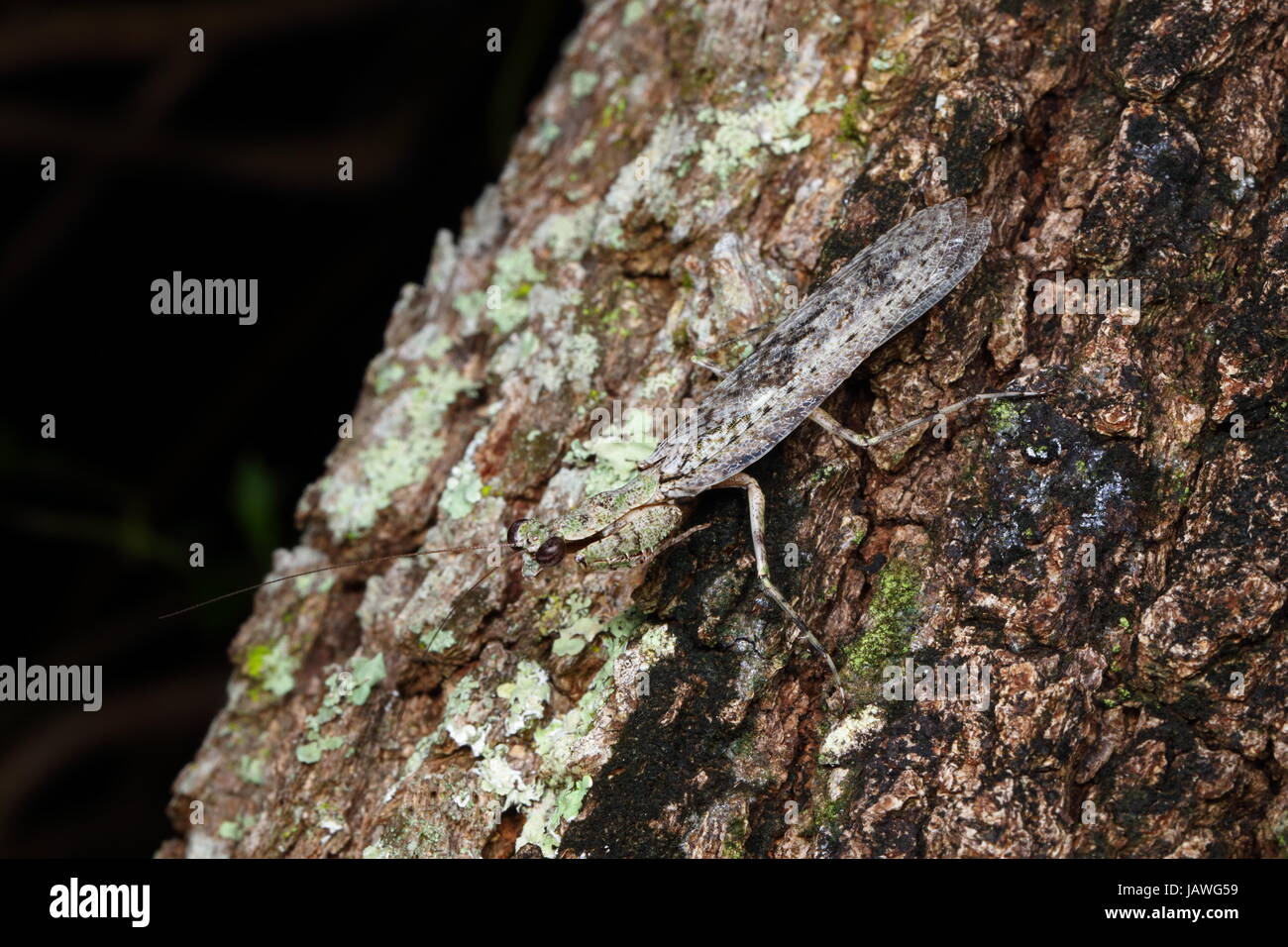 A Florida bark mantis, Gonatista grisea, camouflaged against bark Stock ...