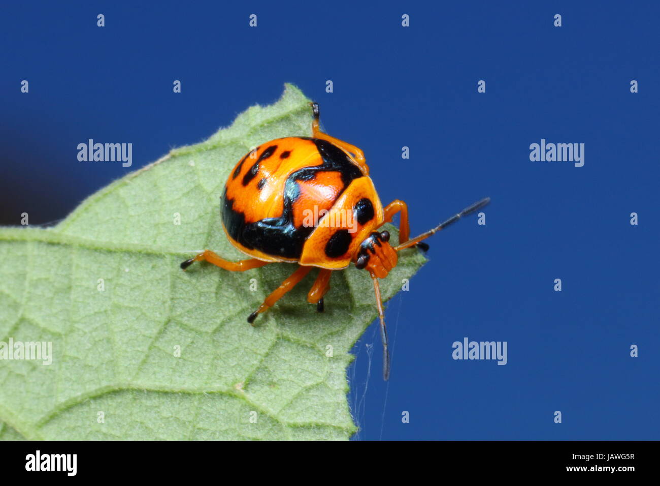 A predatory anchor stink bug, Stiretrus anchoratus, crawling on a leaf ...
