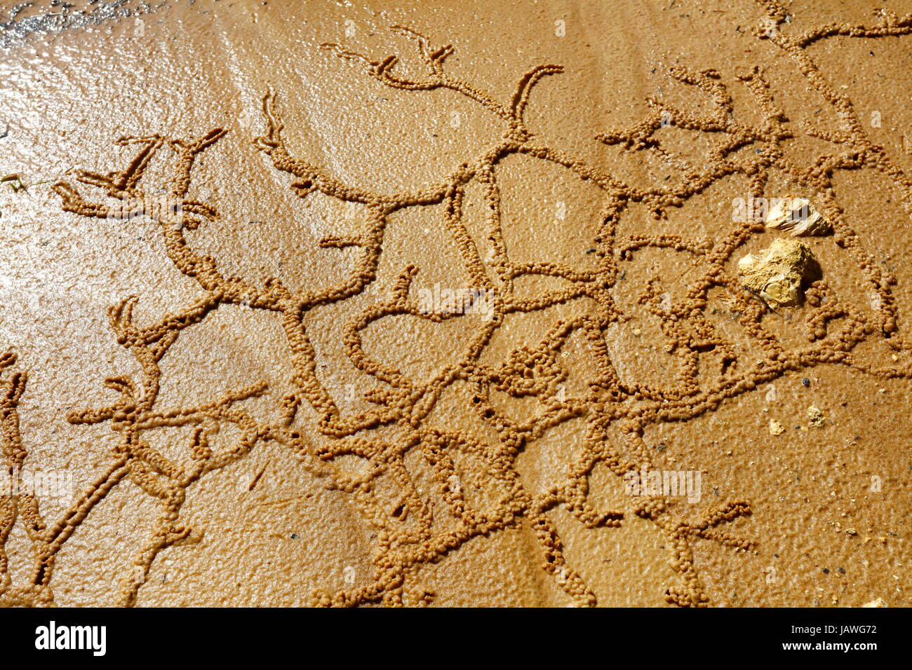 Earthworm trails along a pond edge Stock Photo - Alamy