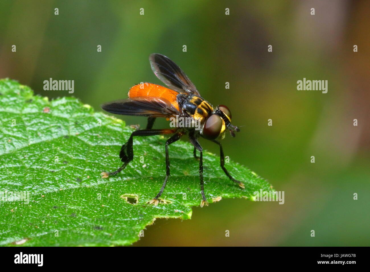Close up of a tachnid fly, Trichopoda pennipes Stock Photo - Alamy