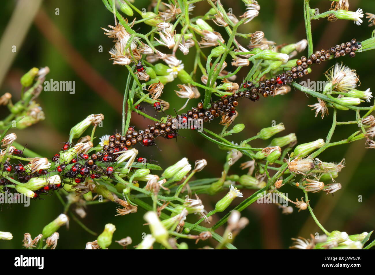 Red colored stink bug nymphs Stock Photo - Alamy