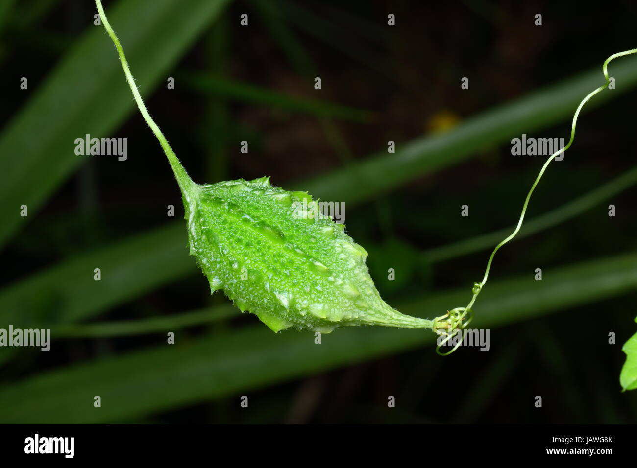 Balsam apple hi-res stock photography and images - Alamy