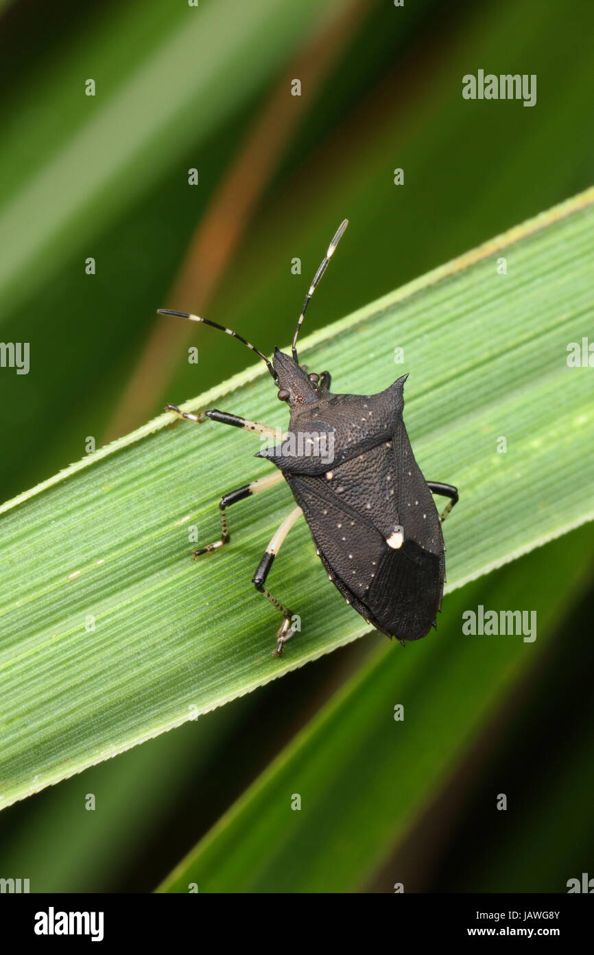 A black stink bug, Proxys punctulatus, on a plant leaf Stock Photo - Alamy
