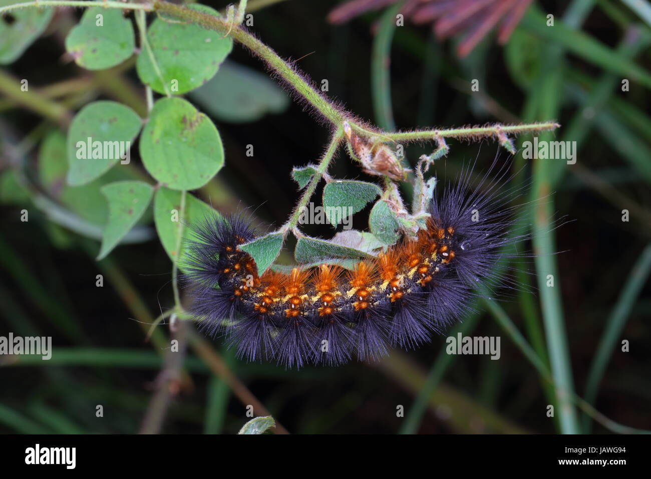 Close up of a salt marsh caterpillar, Estigmene acrea Stock Photo - Alamy