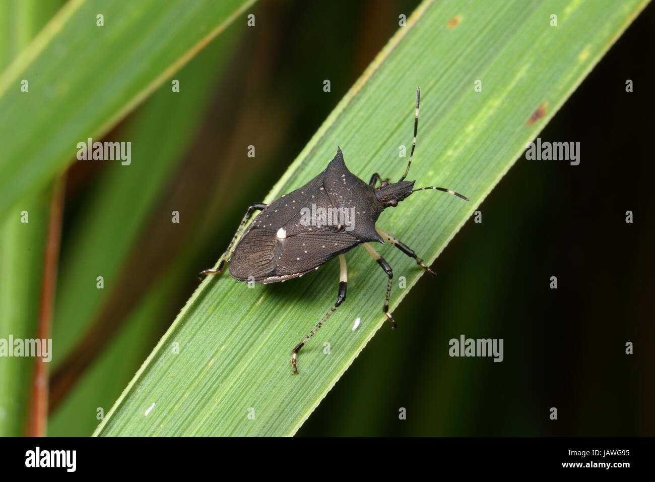 A black stink bug, Proxys punctulatus, on a plant leaf Stock Photo - Alamy