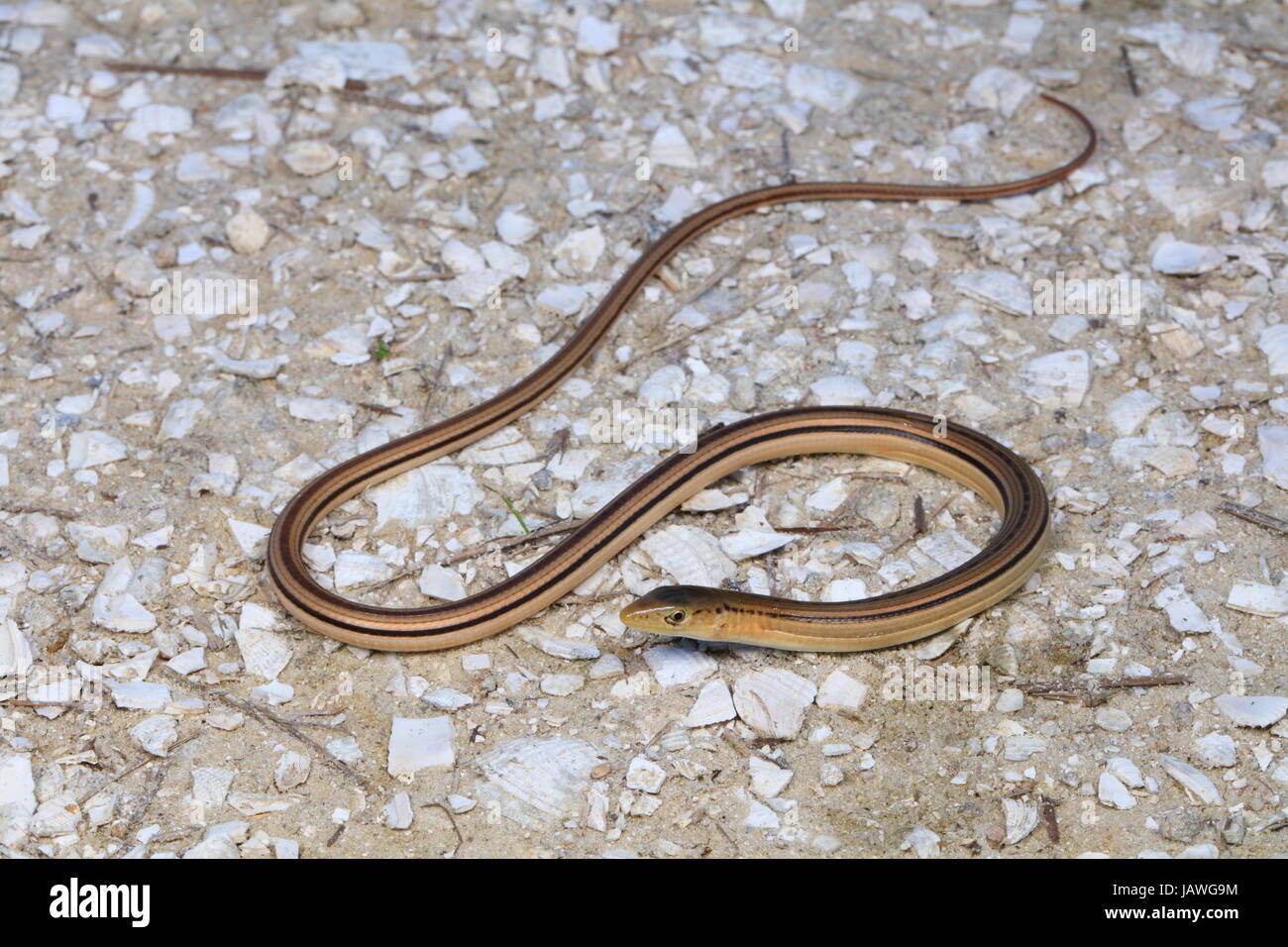 A slender glass lizard, Ophisaurus attenuatus, a legless lizard Stock ...