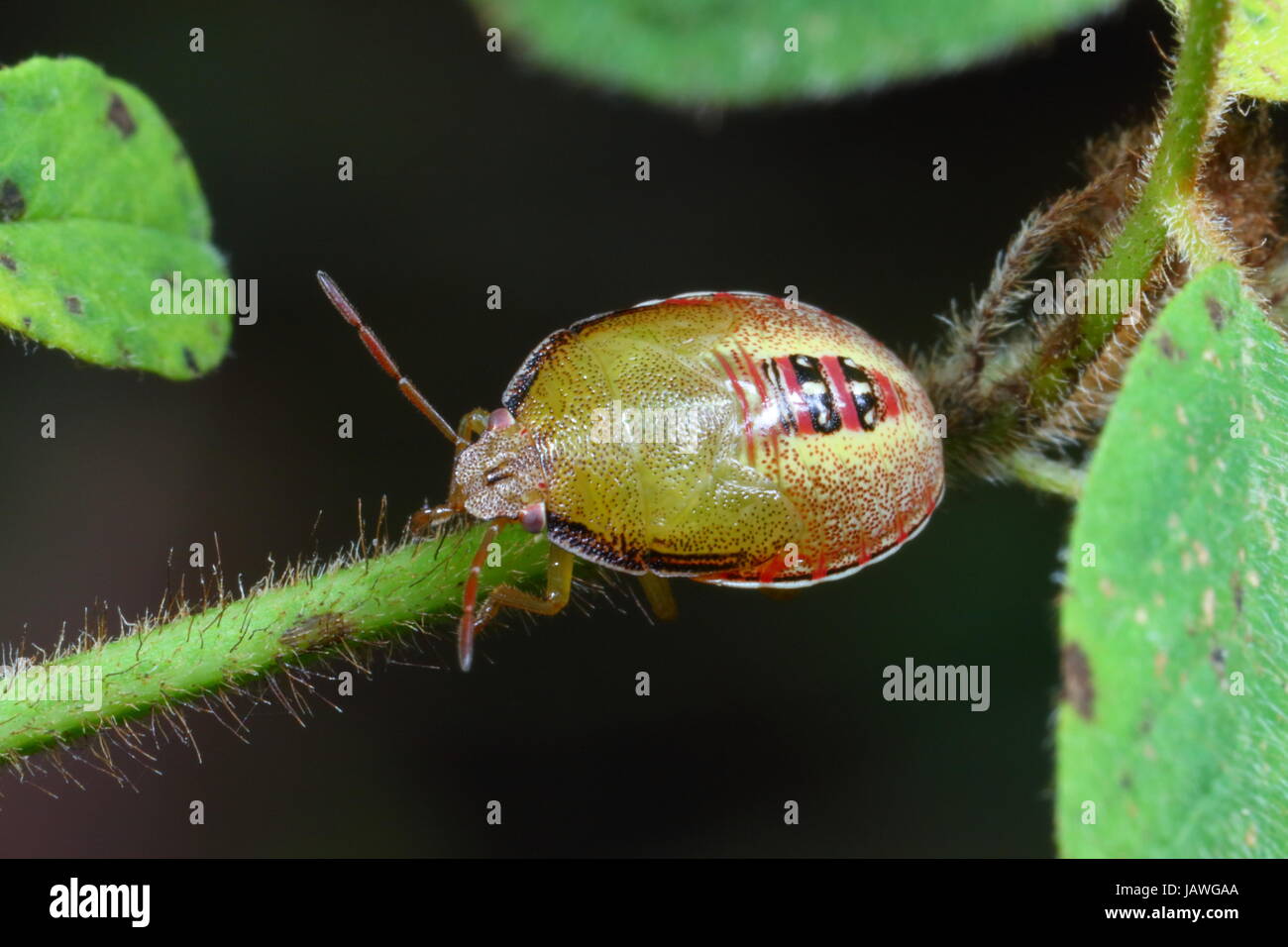 A red banded stink bug, Piezodorus guildinii, resting on a plant stem ...